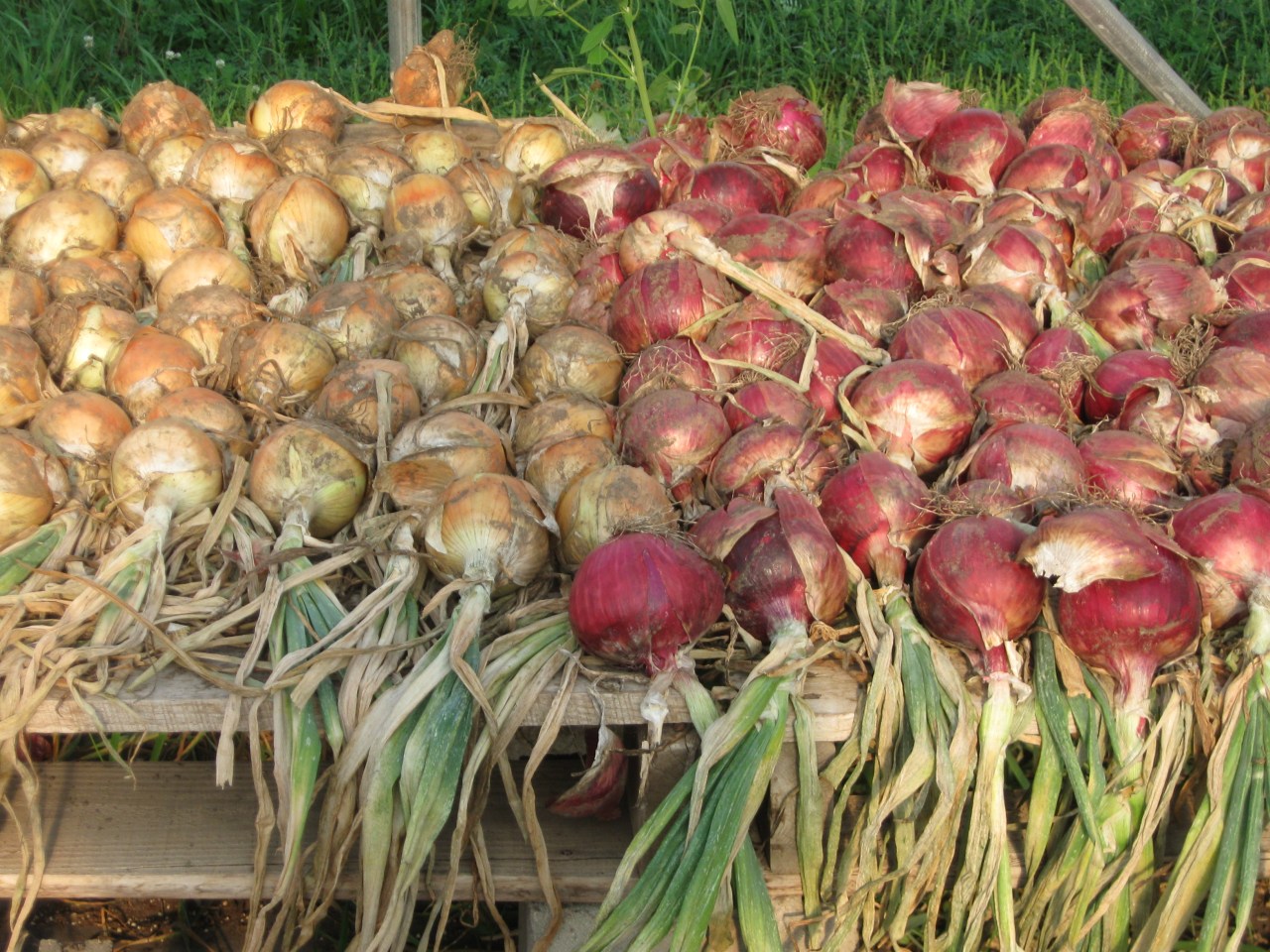 Photos – Open Hands Farm